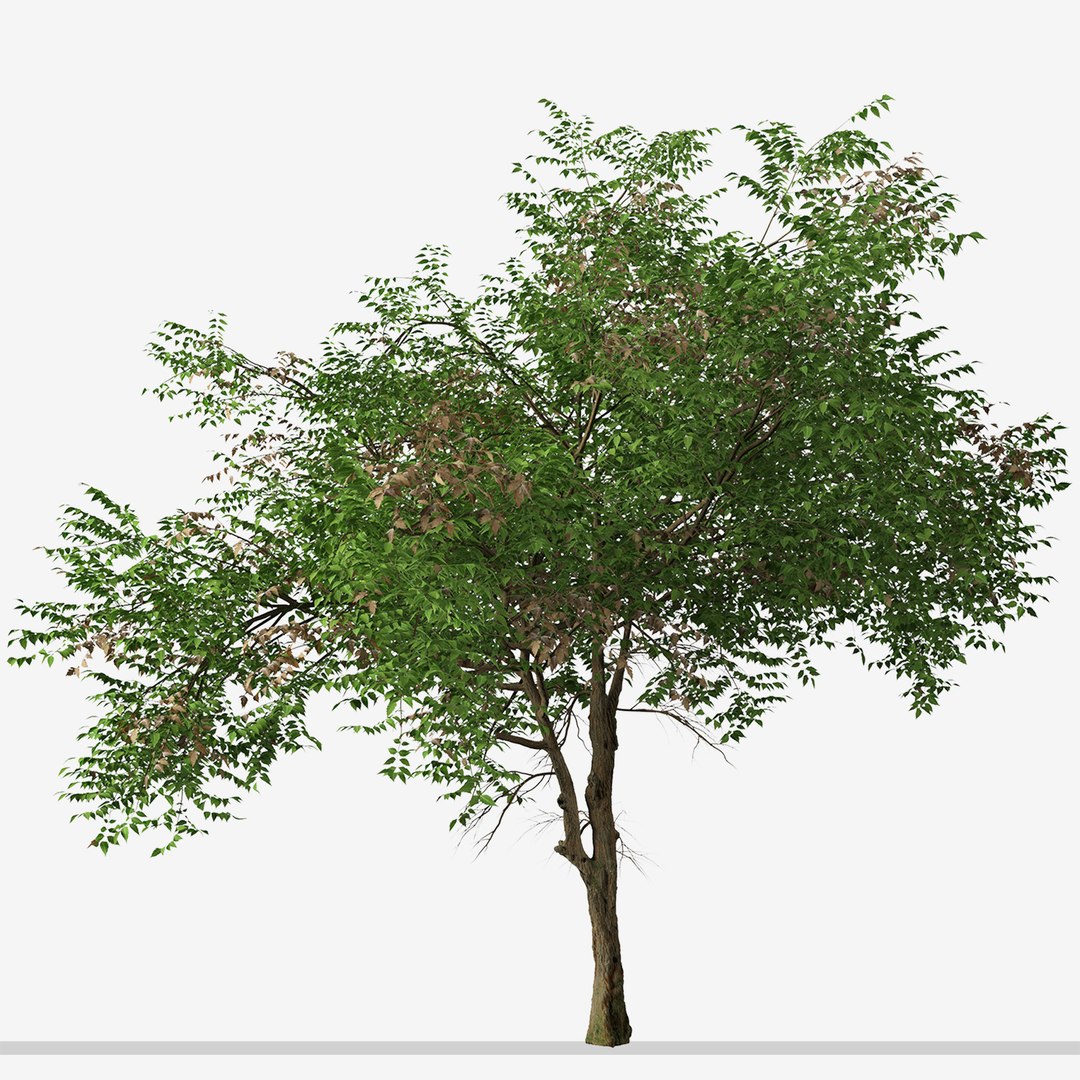 Set Of Koelreuteria Paniculata Or Golden Rain Trees - 2 Trees Model ...