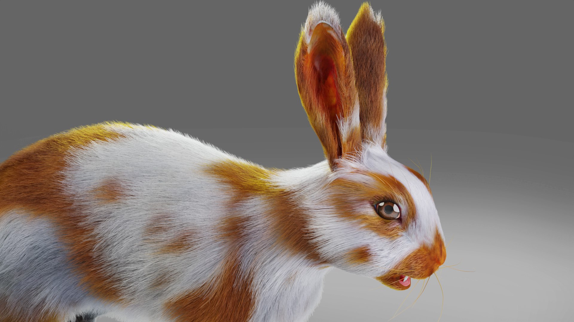 3D Fur Rabbit Gray V03 Rigged And Animation Model - TurboSquid 1930792
