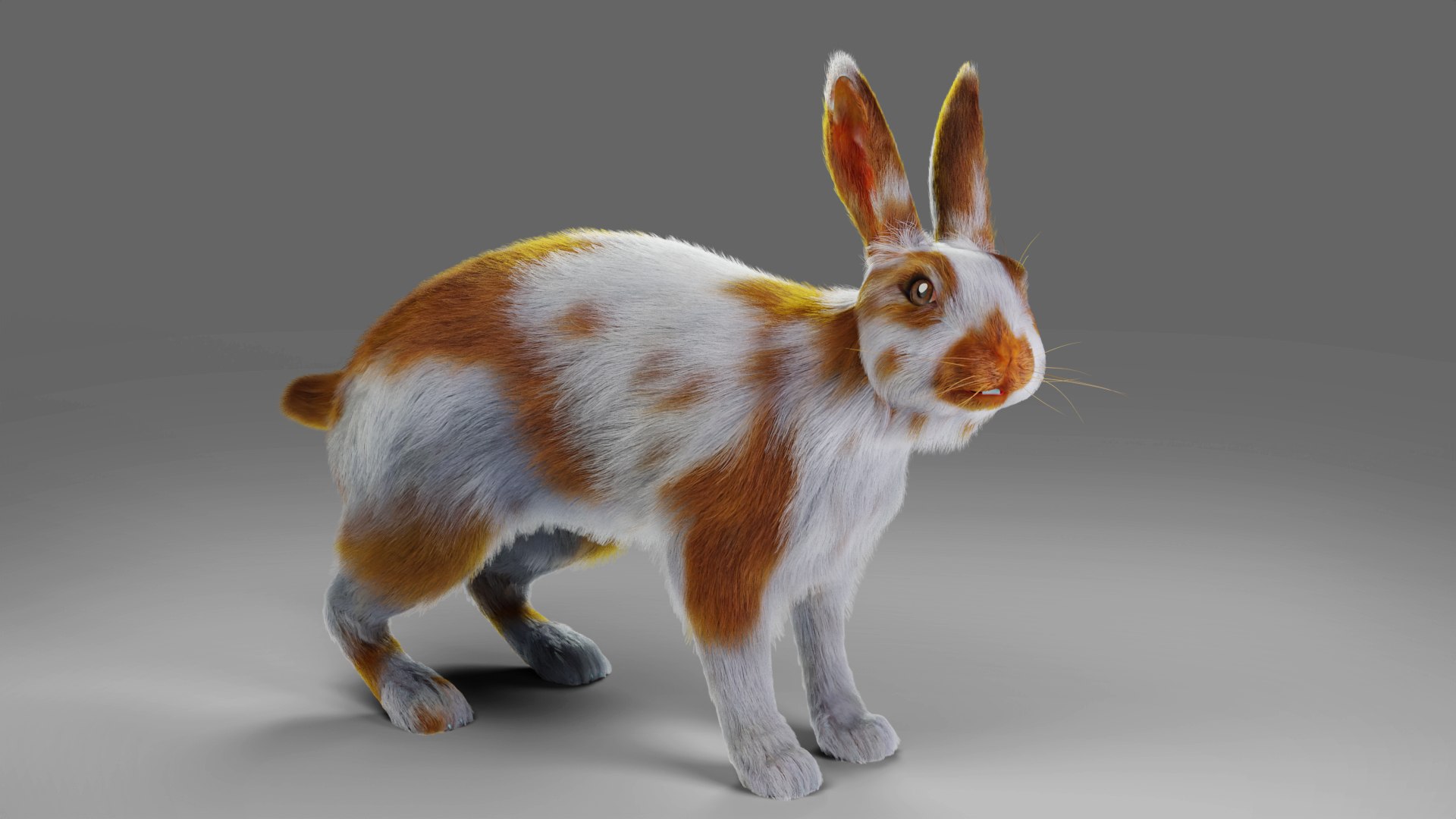 Fur Rabbit Grey V03 Rigged und Animation 3D-Modell - TurboSquid 1930792