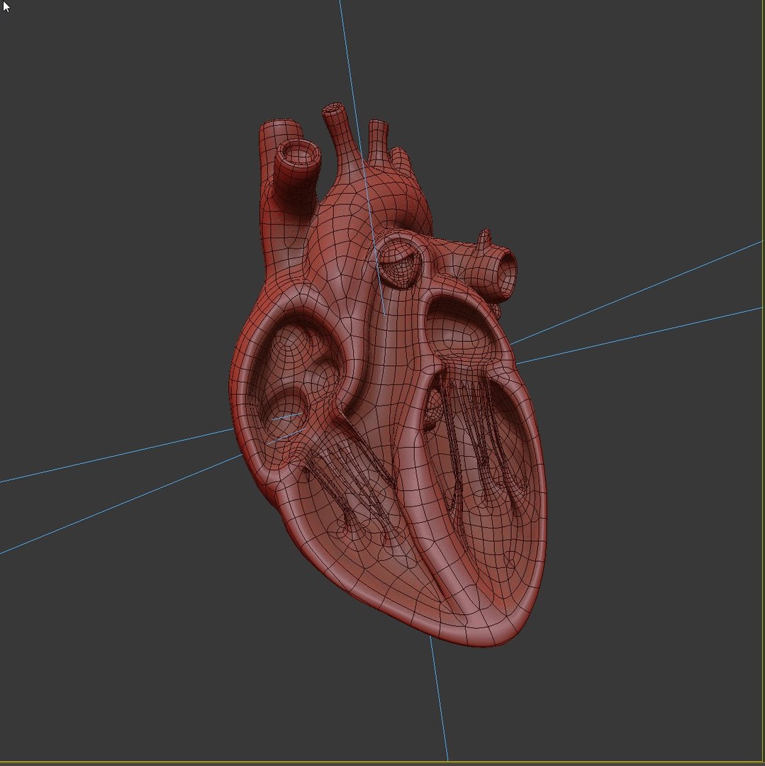 3D Human Heart Sliced Internal And External Version PBR Realtime Low ...