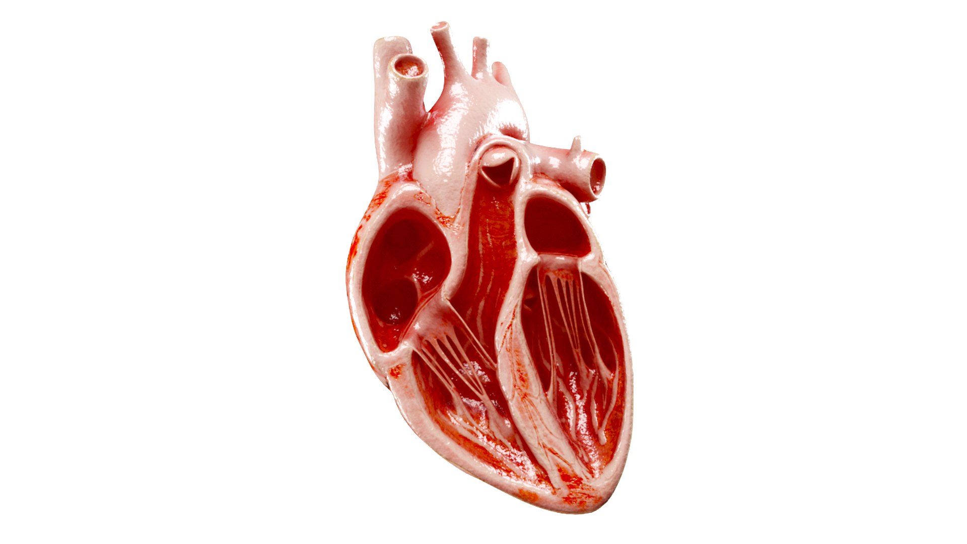 3D Human Heart Sliced Internal And External Version PBR Realtime Low ...