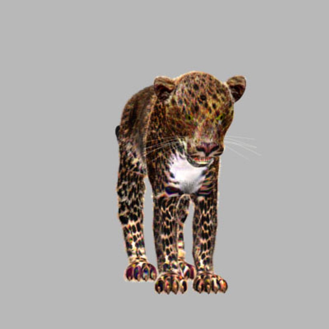 Leopard Animate 3d Model