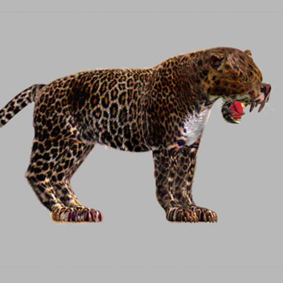 Leopard Animate 3d Model