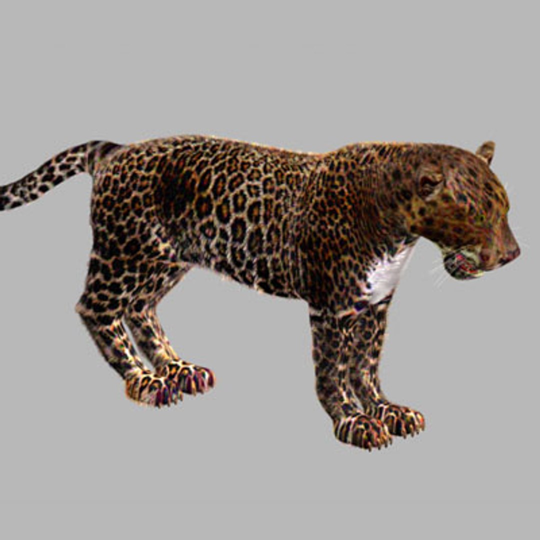 Leopard Animate 3d Model