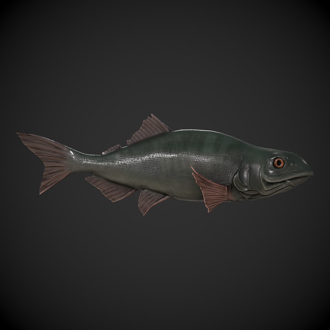 3D Freshwater Fish - TurboSquid 1962490