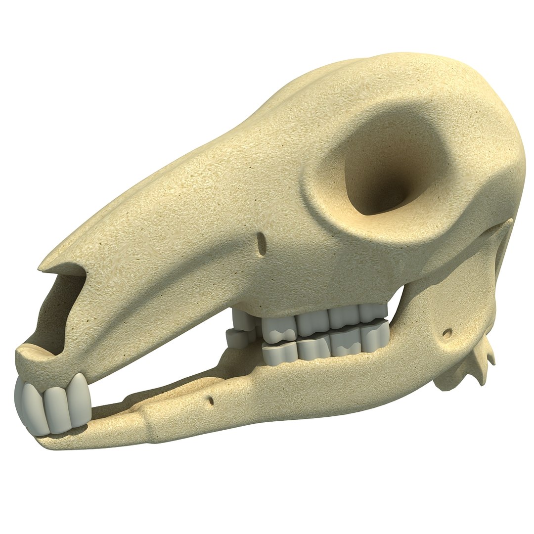 3d Animal Skull Model