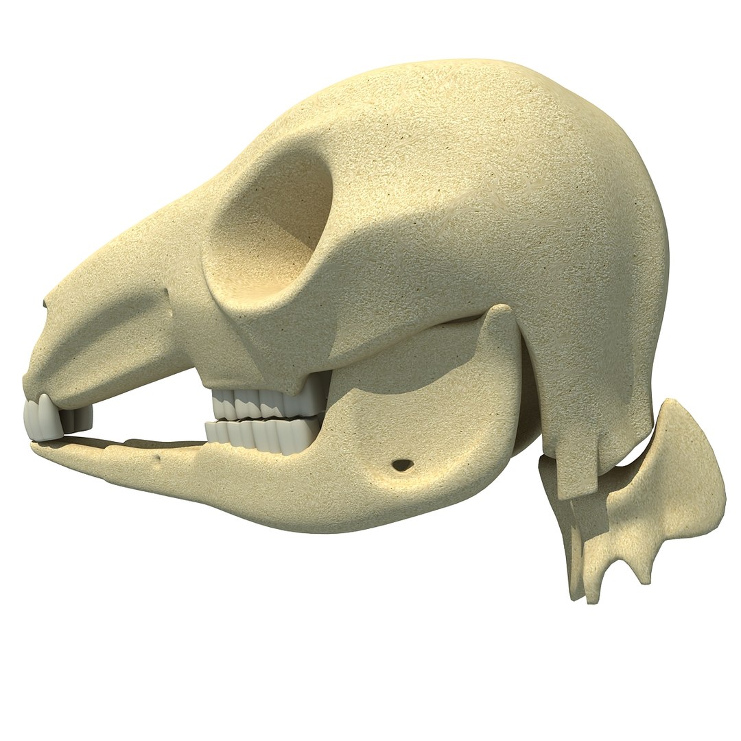 3d animal skull model