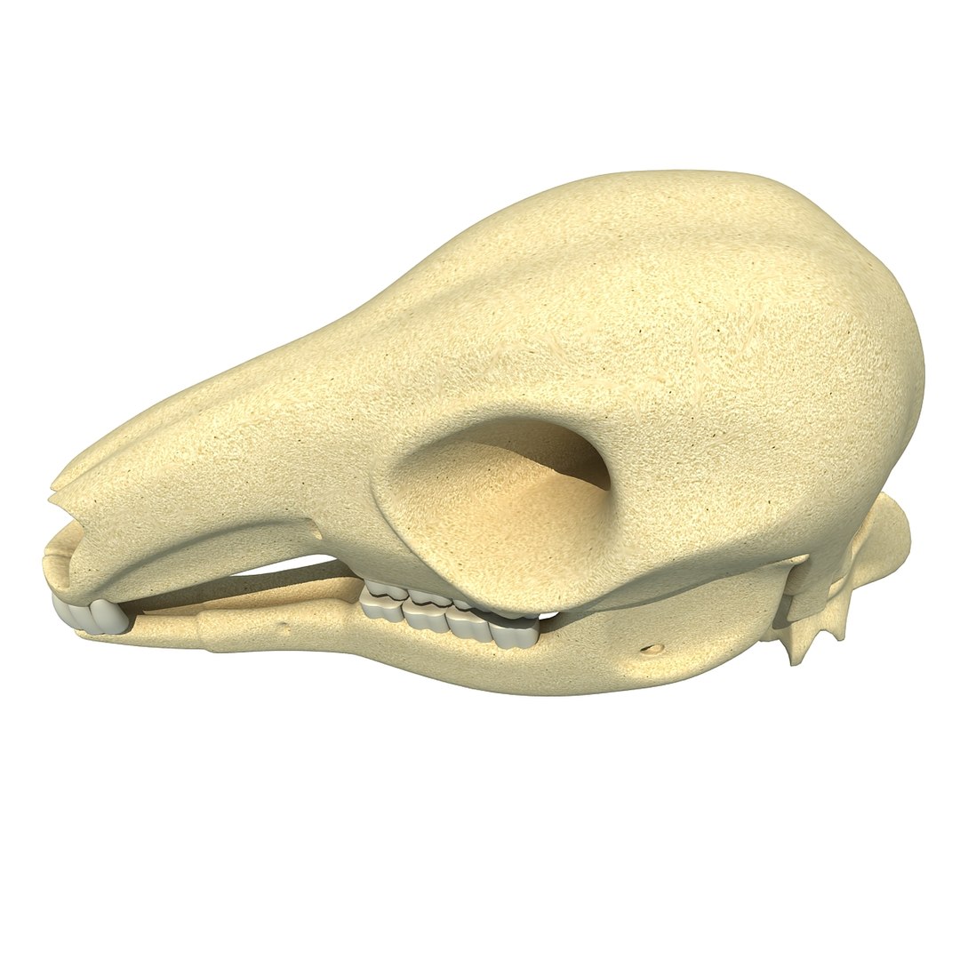 3d animal skull model