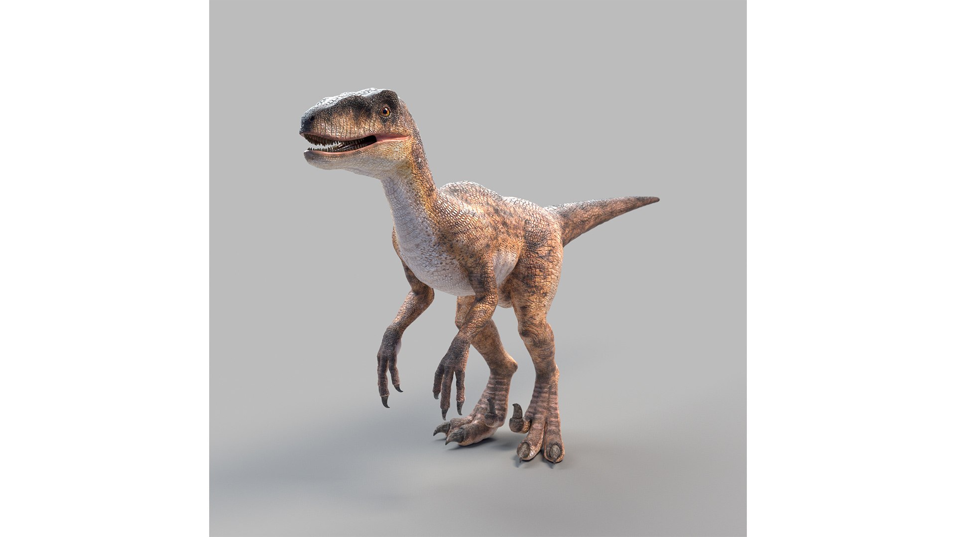 Raptor rigged 3D model - TurboSquid 1616270