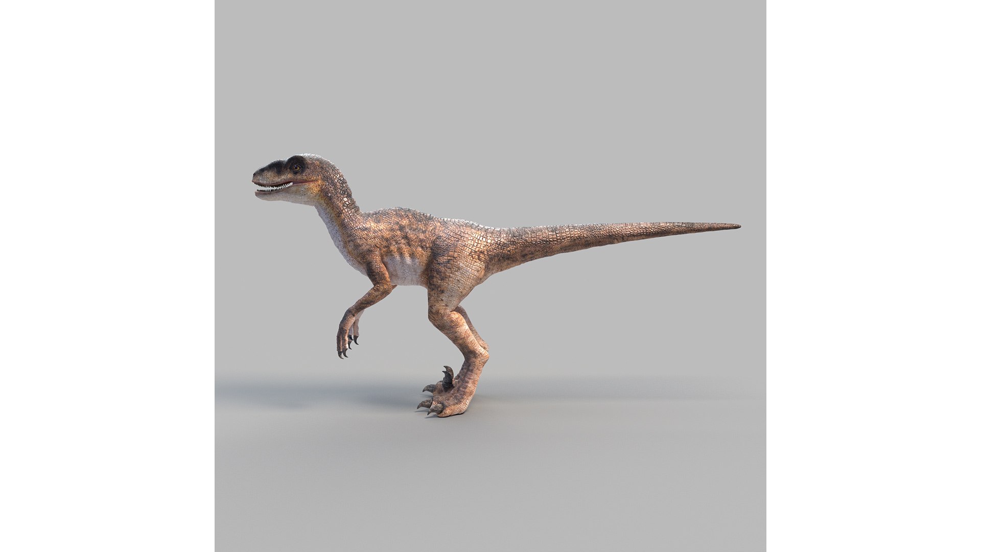 Raptor rigged 3D model - TurboSquid 1616270