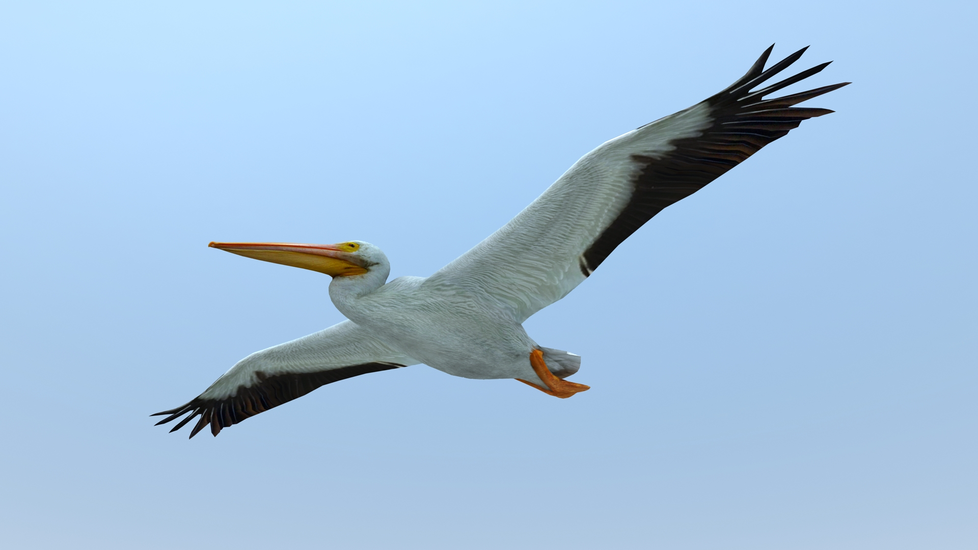 pelican flying 3ds