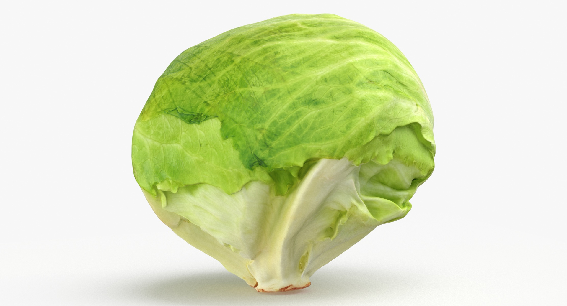 Lettuce 03 3D Model - TurboSquid 1841730