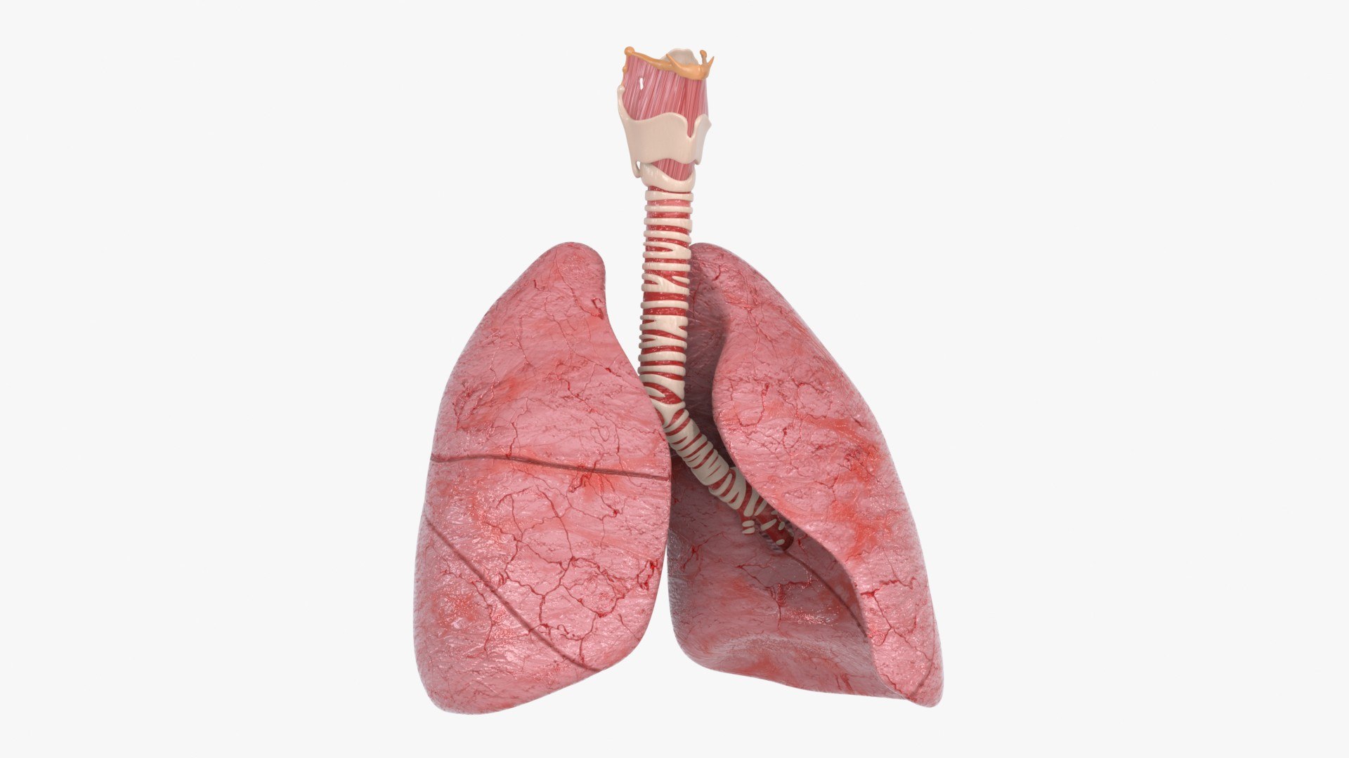 Larynx Trachea Lungs 3D Model - TurboSquid 2508448
