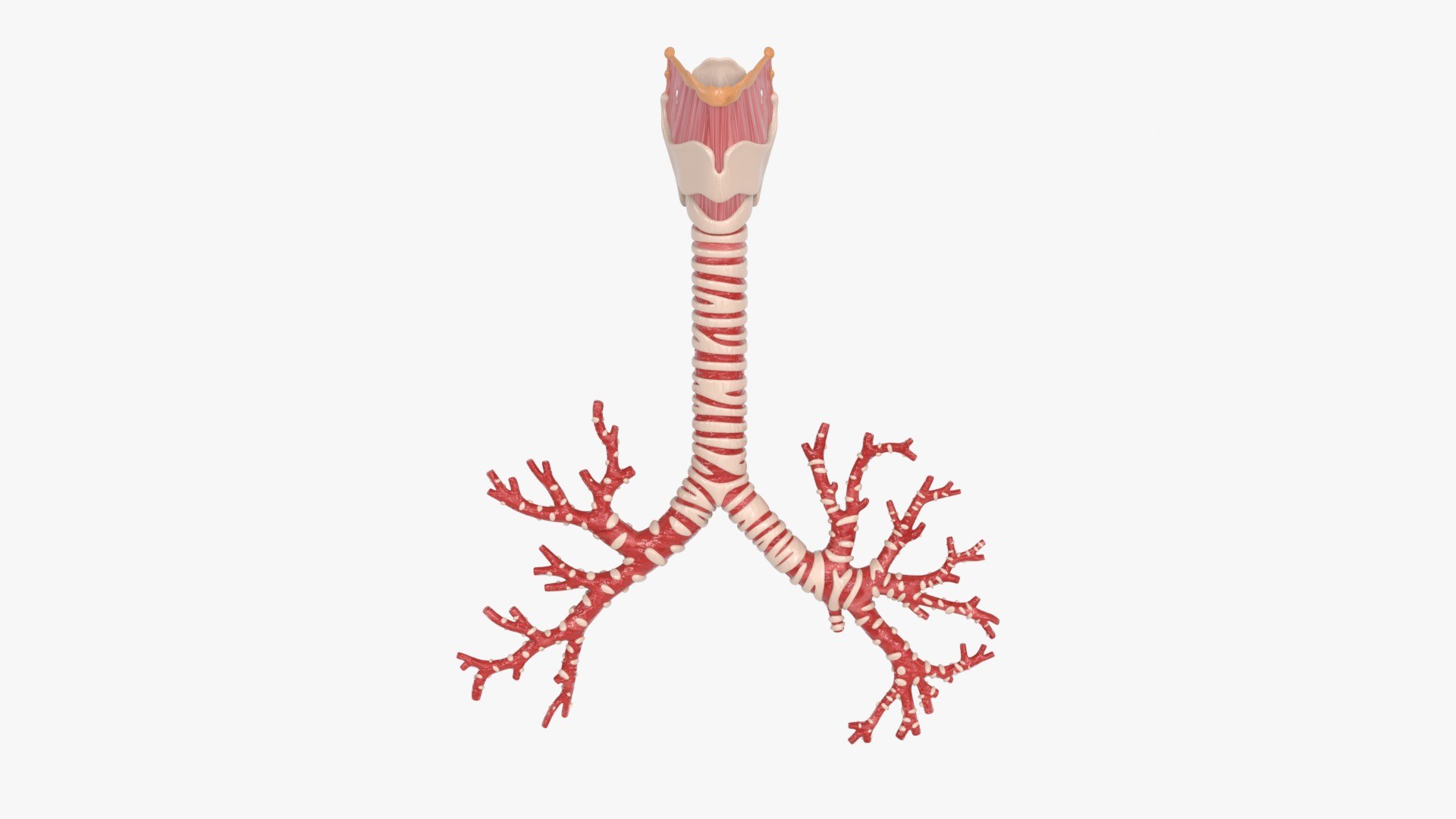 Larynx Trachea Lungs 3D Model - TurboSquid 2508448