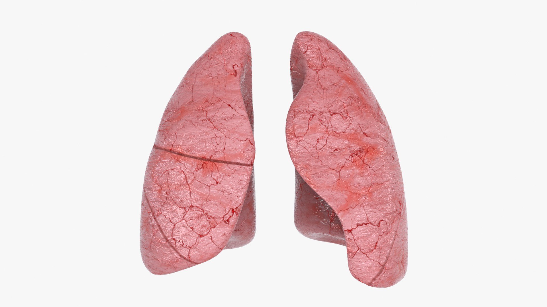 Larynx Trachea Lungs 3D Model - TurboSquid 2508448