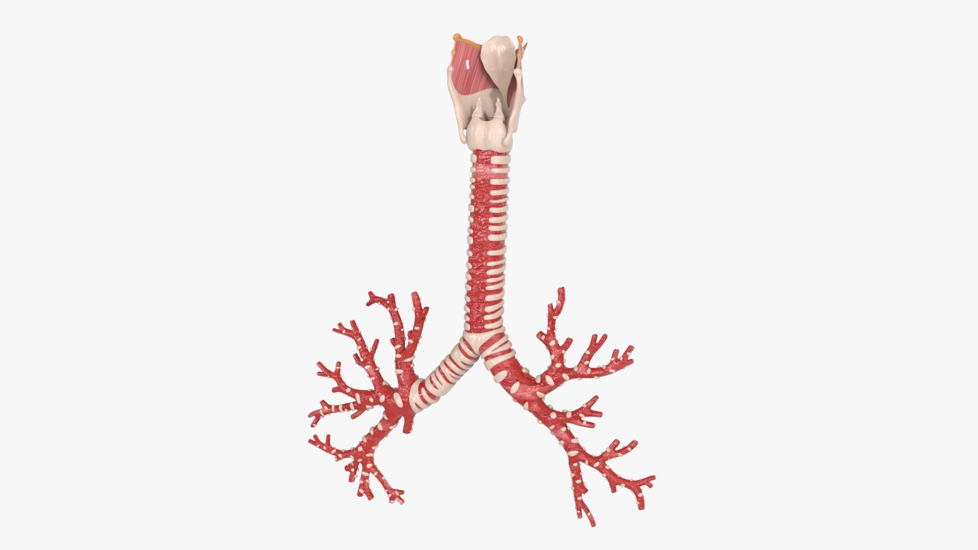 Larynx Trachea Lungs 3D Model - TurboSquid 2508448
