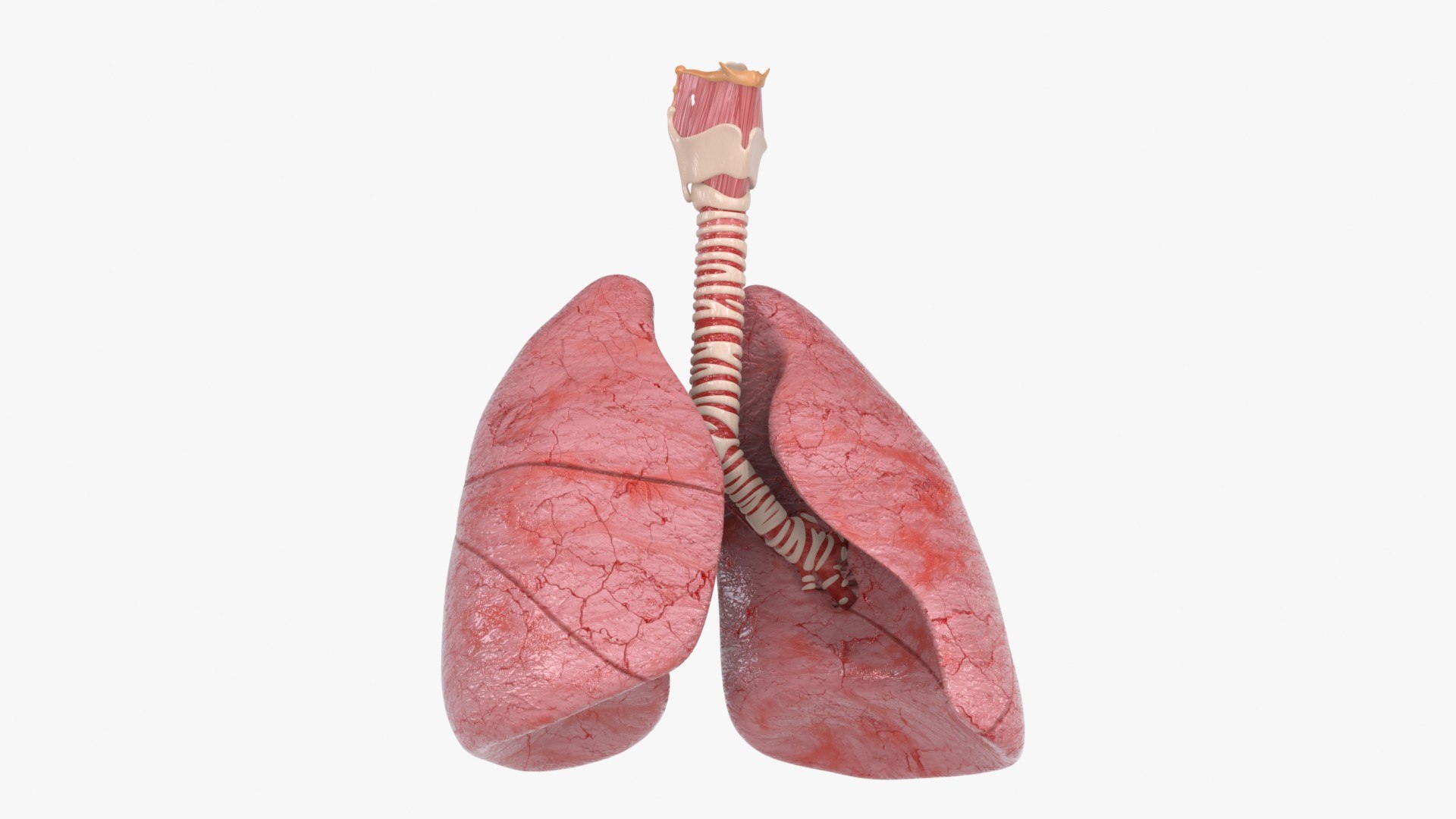 Larynx Trachea Lungs 3D Model - TurboSquid 2508448
