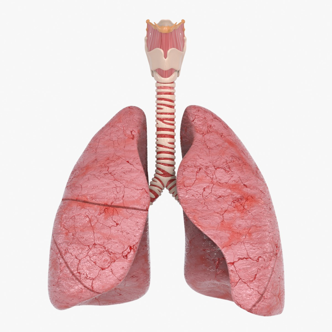 Kehlkopf, Luftröhre, Lunge 3D-Modell - TurboSquid 2508448