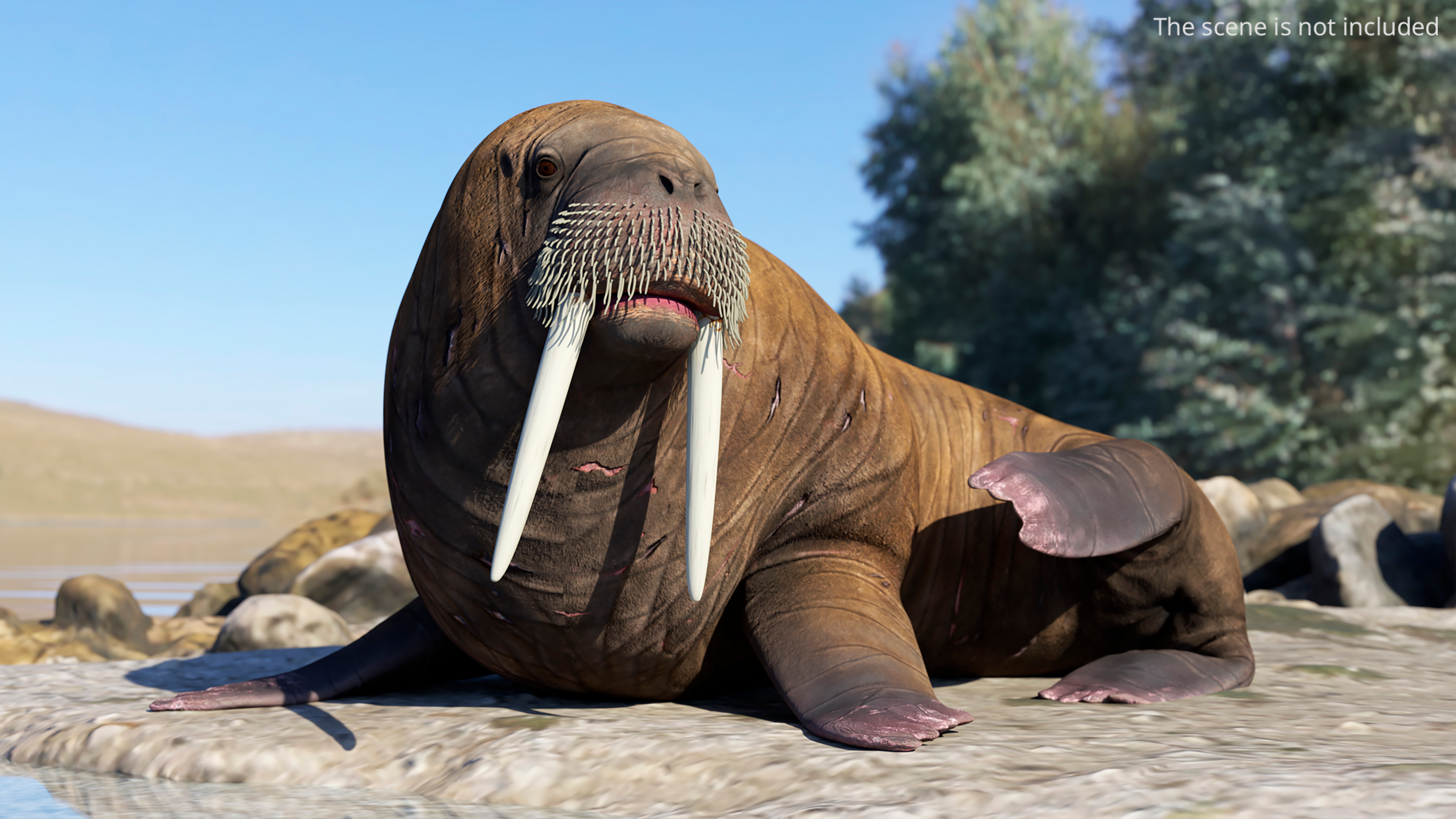 Blender 用にリグされた、休んでいるセイウチのアニメーション3Dモデル - TurboSquid 2502911