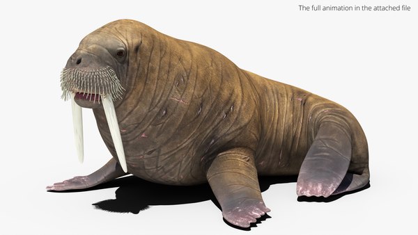 Odpoczywający mors animowany, przygotowany do Blendera Model 3D ...