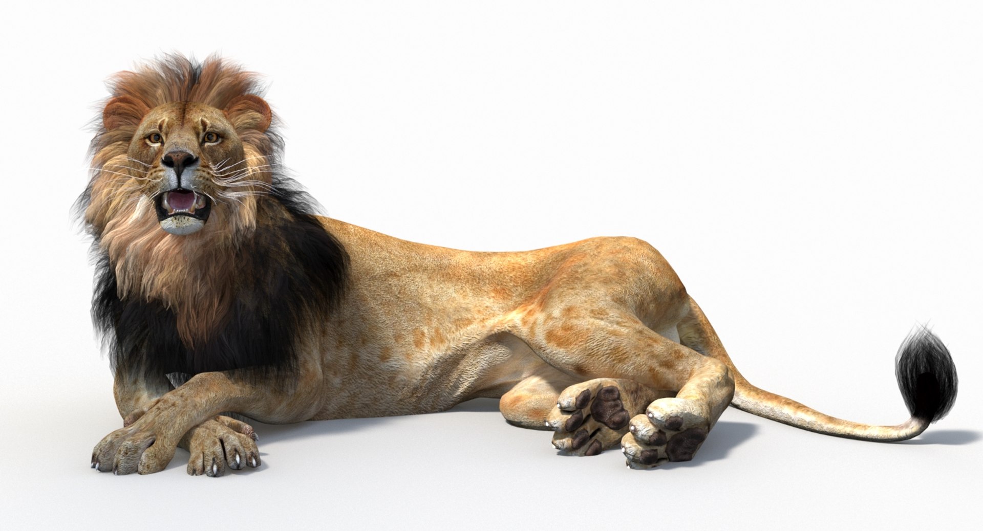 Lion 2 Rigged Polygonal 3D Model - TurboSquid 1377145