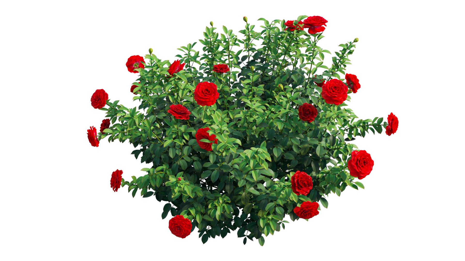 3D Rose Plant Set 53 Set 02 - TurboSquid 1728247