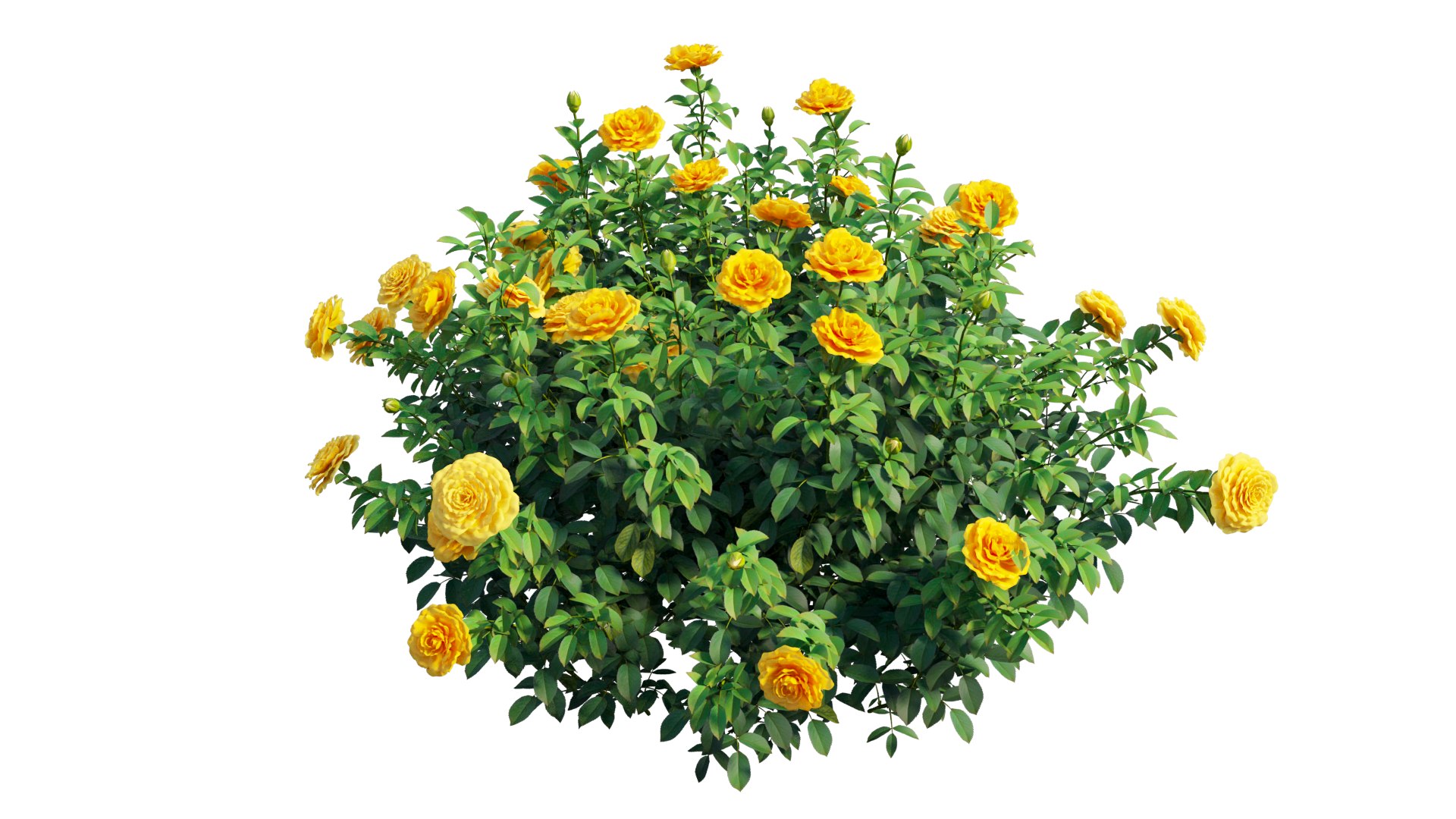 3D Rose Plant Set 53 Set 02 - TurboSquid 1728247