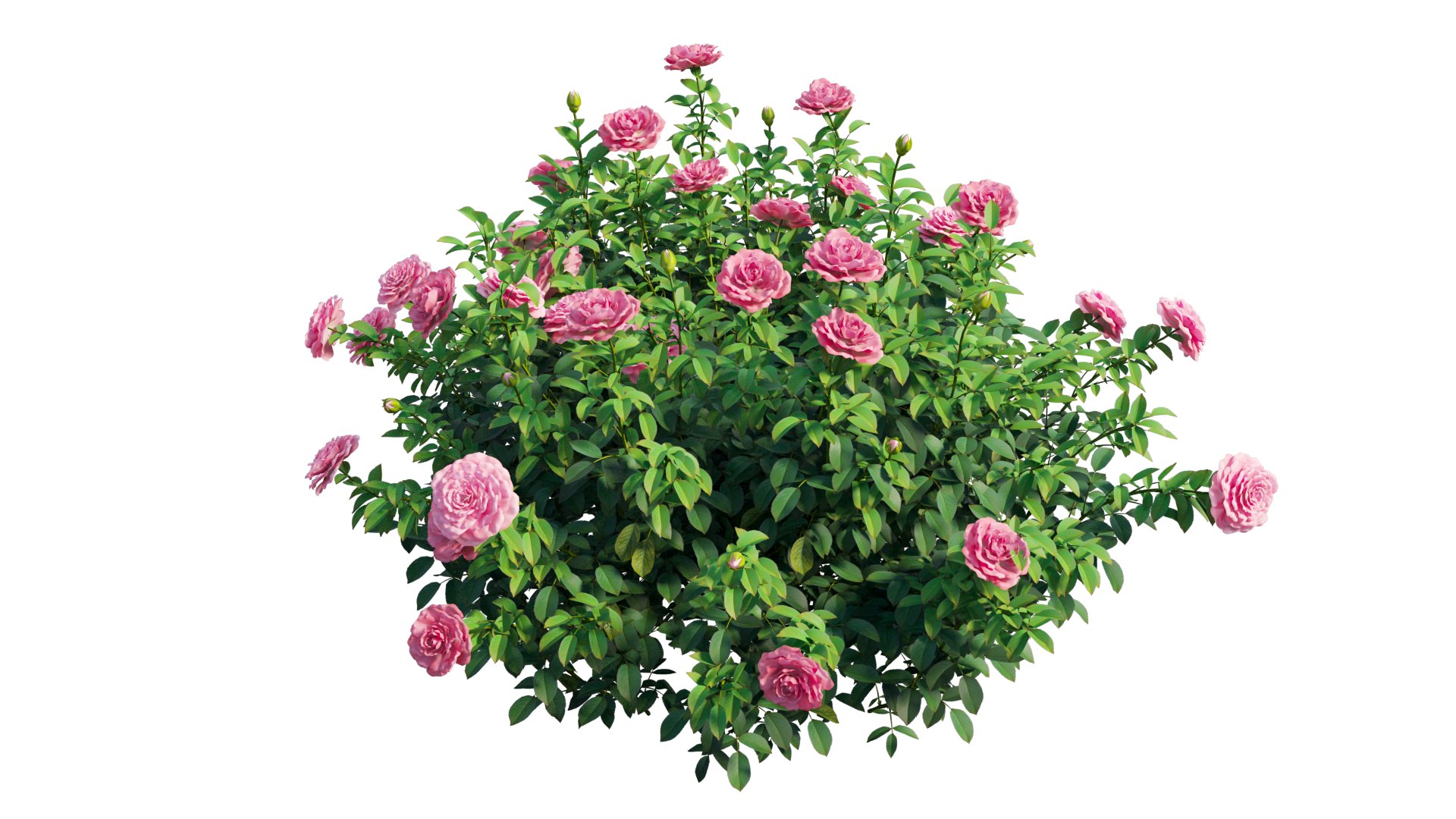 3D Rose Plant Set 53 Set 02 - TurboSquid 1728247