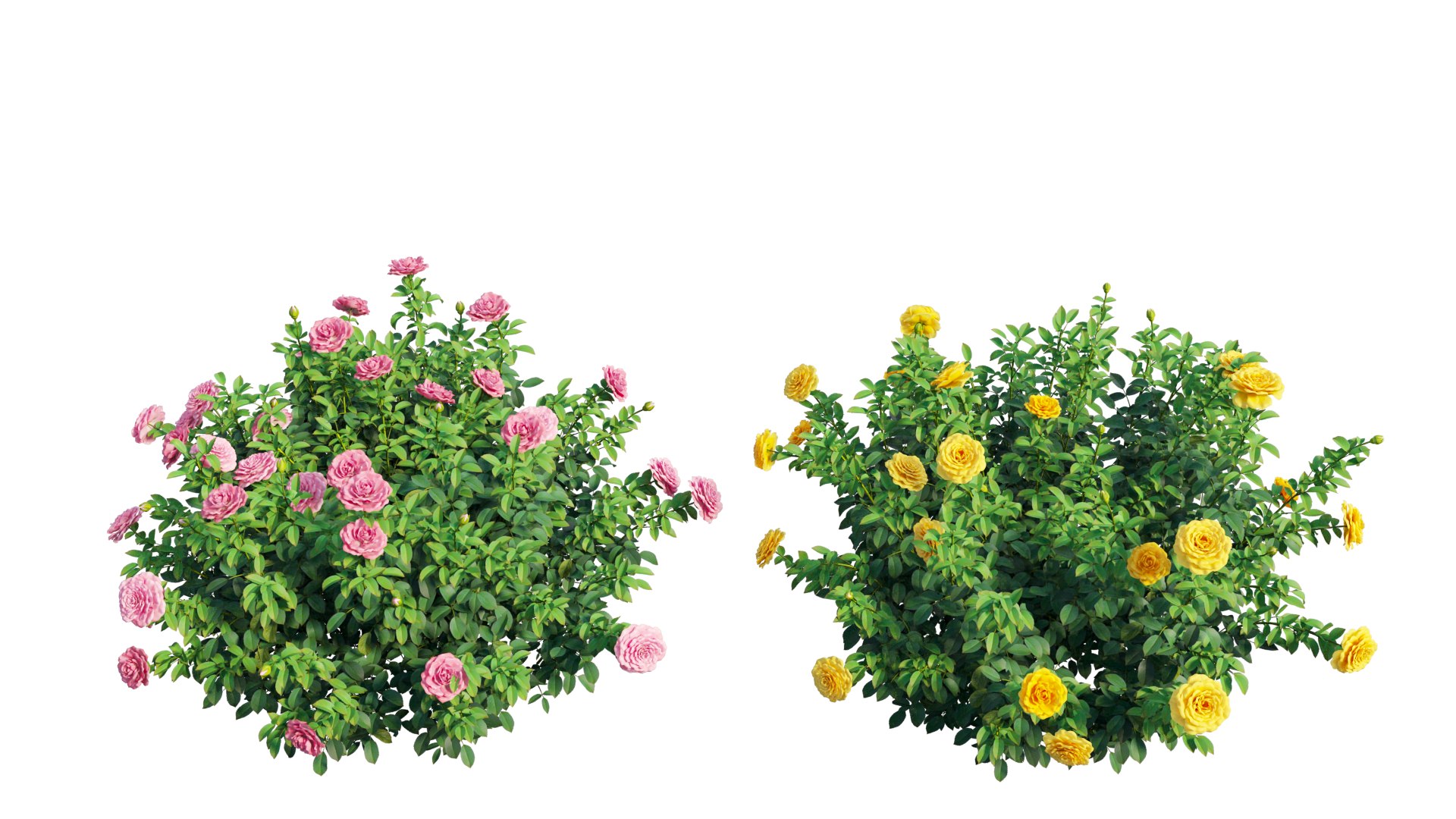 3D Rose Plant Set 53 Set 02 - TurboSquid 1728247