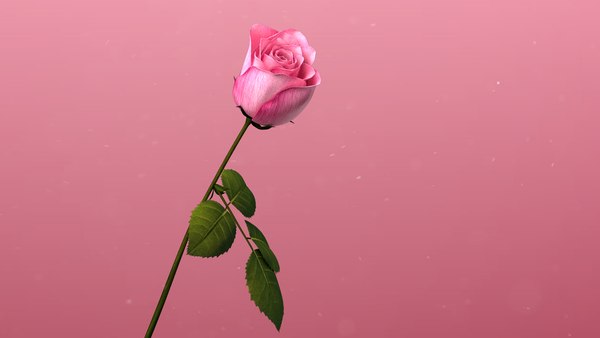 Rose blooming animation 3D - TurboSquid 1643622