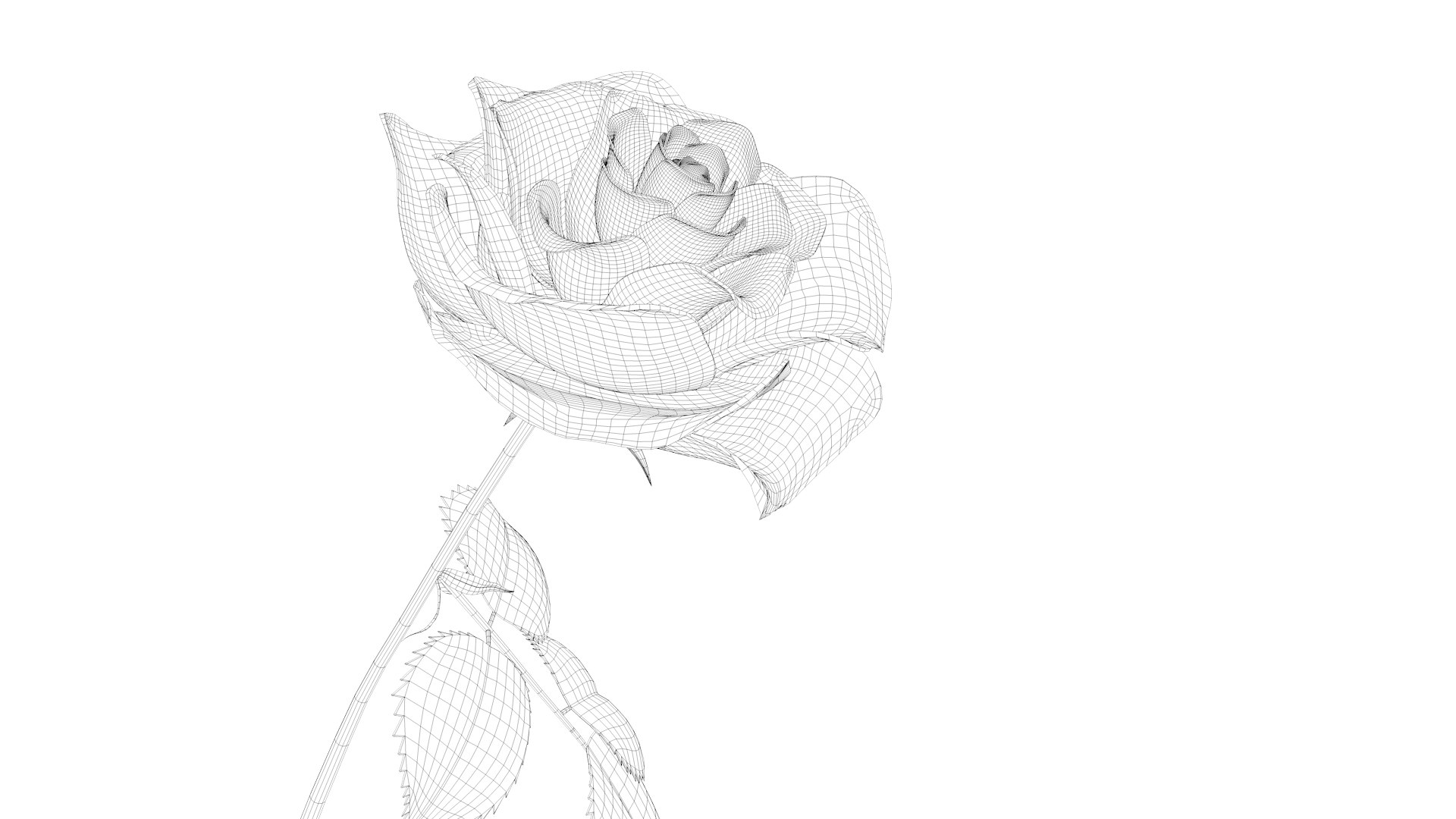 Rose Blooming Animation 3D - TurboSquid 1643622