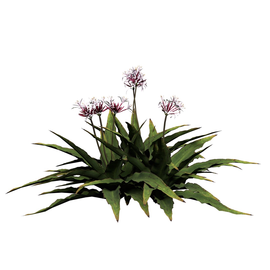 3D Crinum X Queen Emma - TurboSquid 2342442