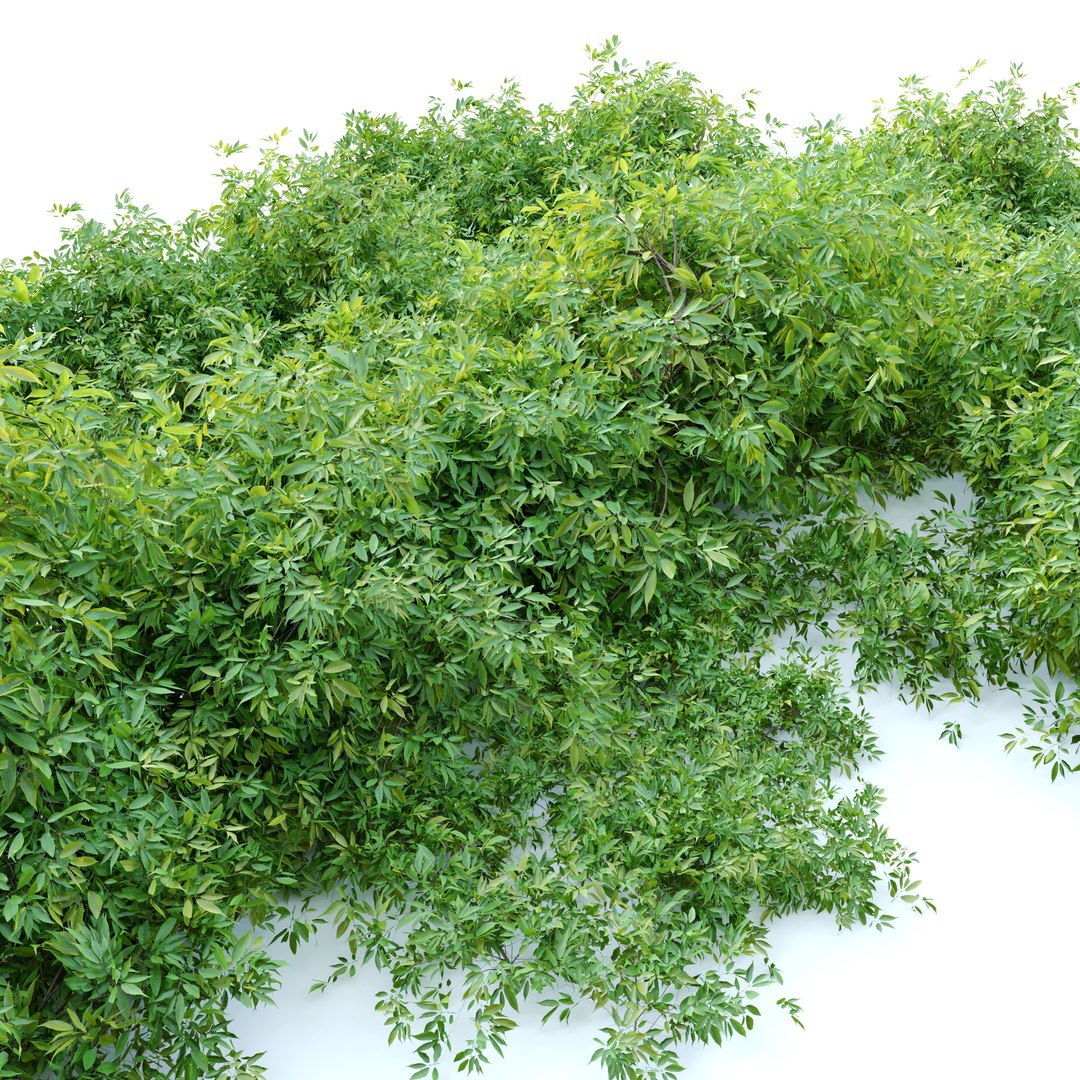 Rudy Haag Burning Bush 3D Model - TurboSquid 1953506