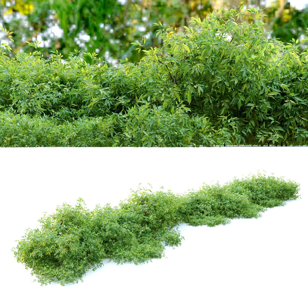 Rudy Haag Burning Bush 3D Model - TurboSquid 1953506