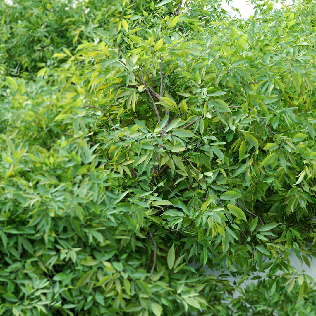 Rudy Haag Burning Bush 3D Model - TurboSquid 1953506