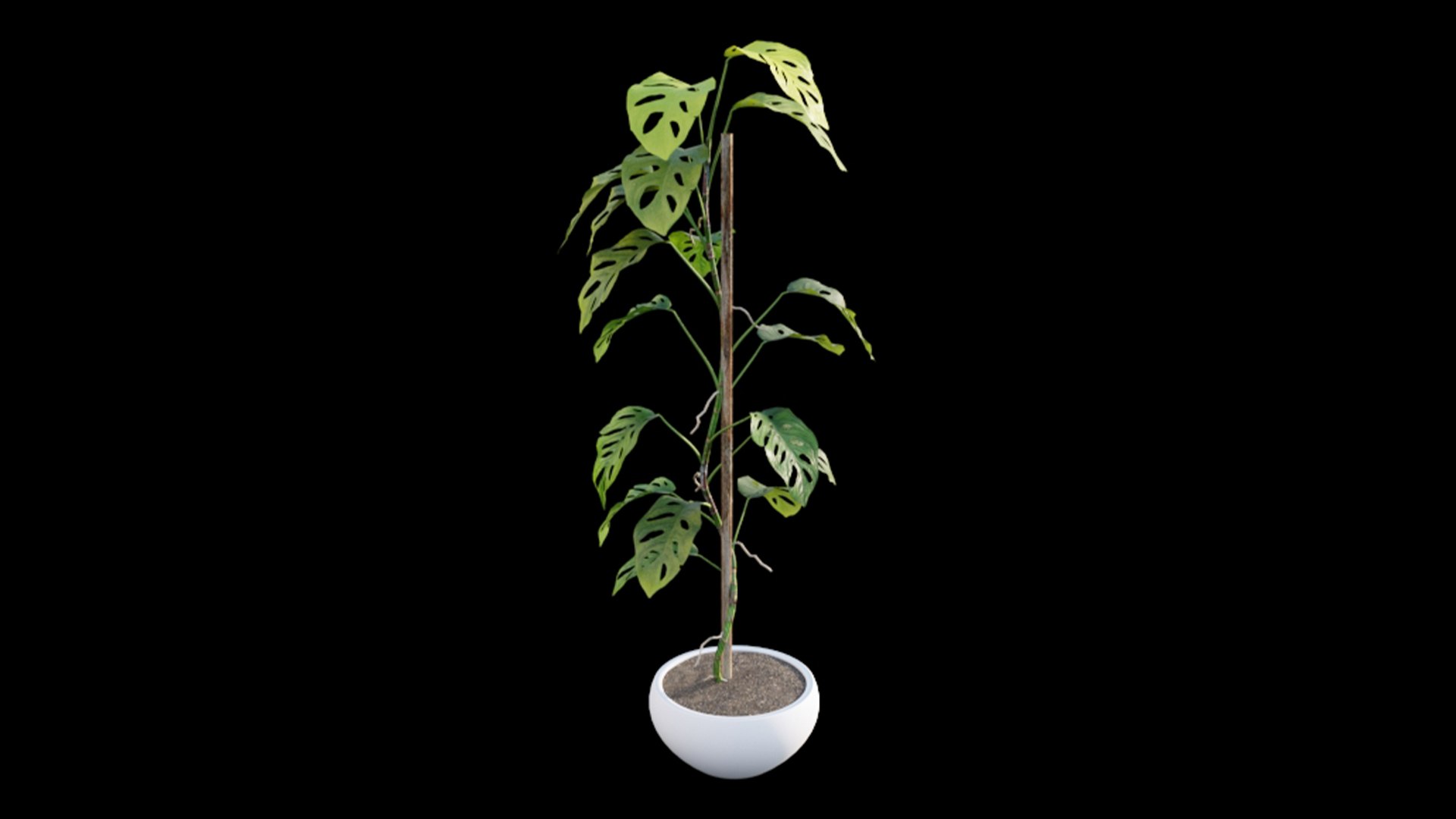 3D Monstera Adansonii - Swiss Cheese - TurboSquid 1749256