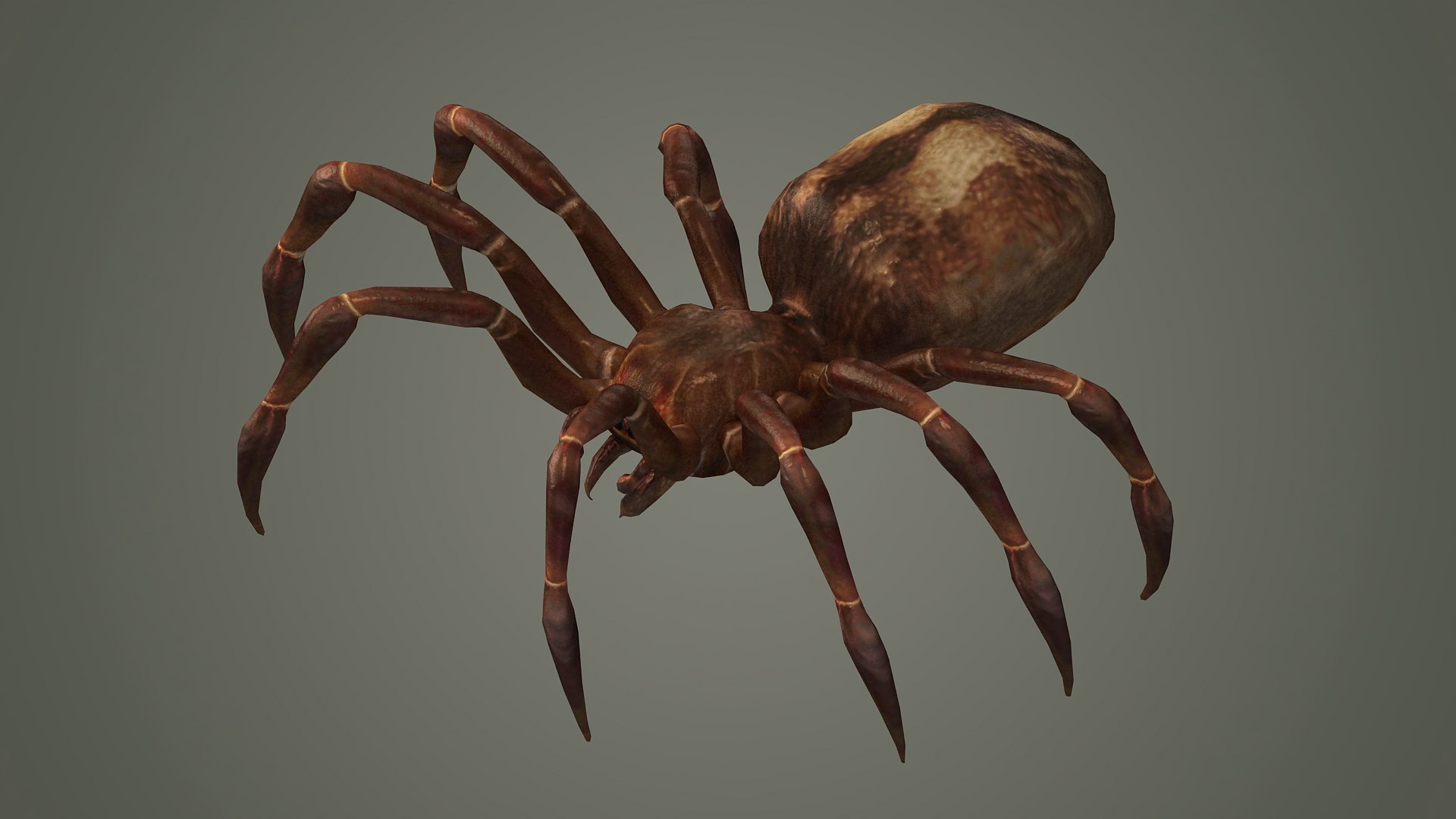 3D Spider Arachnid Scary Insect Tarantula Creepy Animal - TurboSquid ...