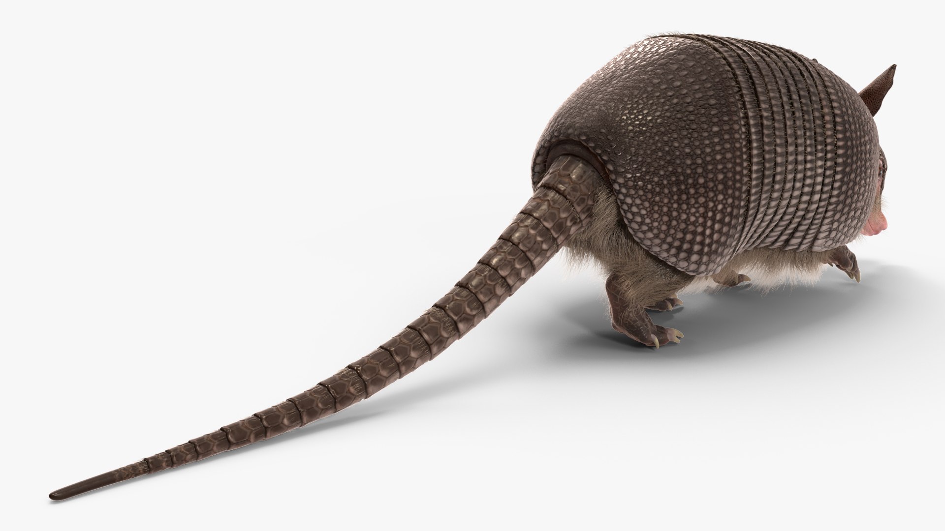 3D Armadillo In Walking Pose Black Fur For Cinema 4D Model - TurboSquid 2391427