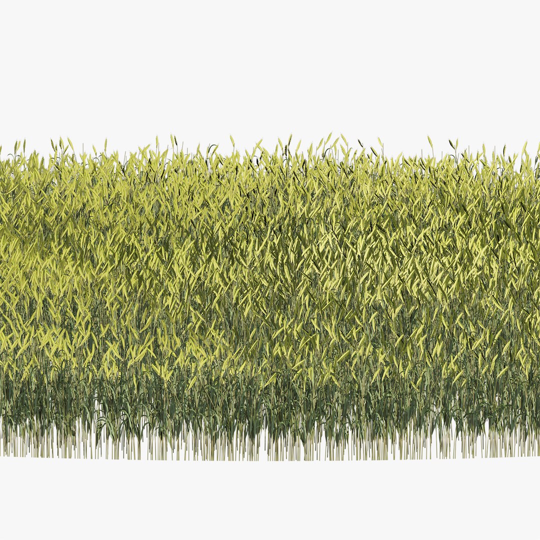 Young Wheat Field Model - TurboSquid 2001014