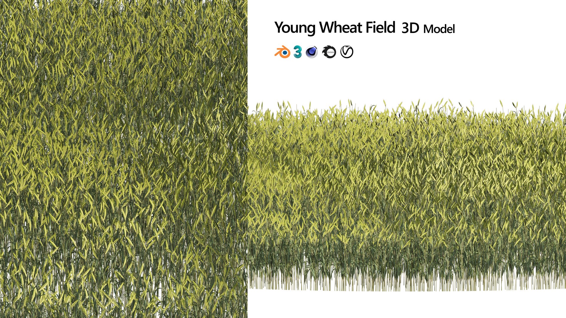 Young Wheat Field Model - TurboSquid 2001014