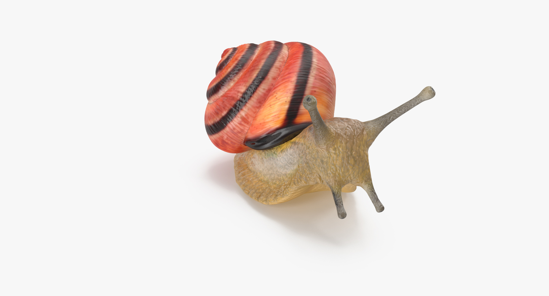 3d Snails Grove Land Model