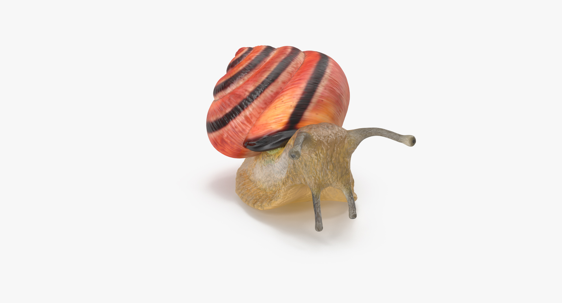 3d Snails Grove Land Model