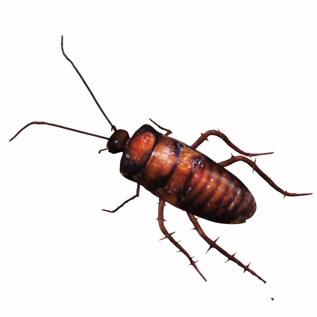 3D Cockroach Model - TurboSquid 1732980