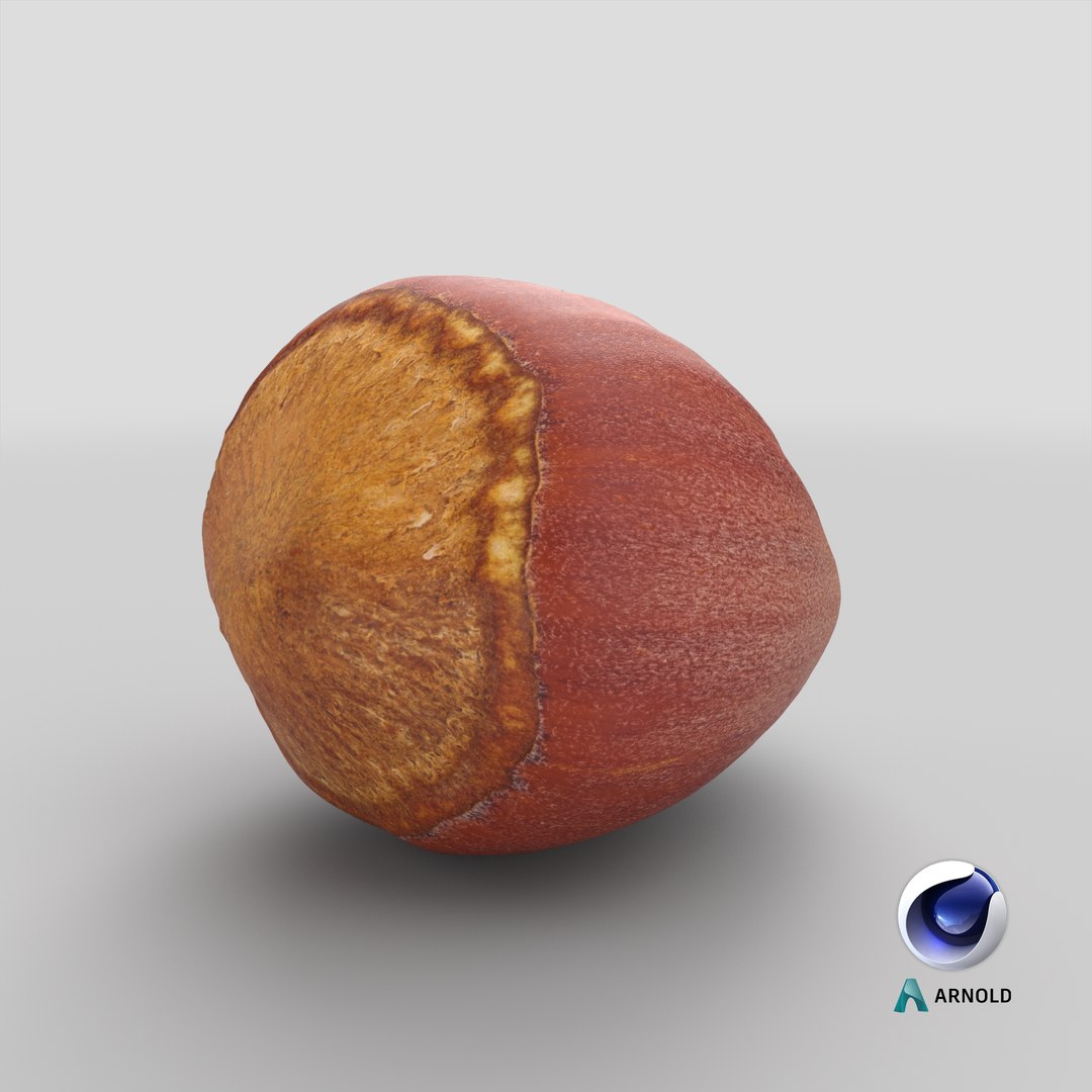 Hazelnut 01 3D Model - TurboSquid 1875621