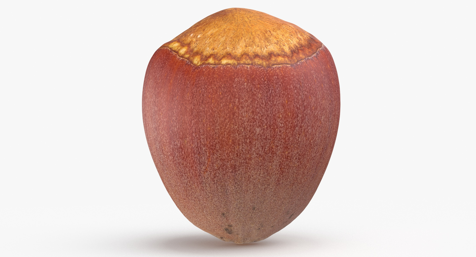 Hazelnut 01 3D Model - TurboSquid 1875621