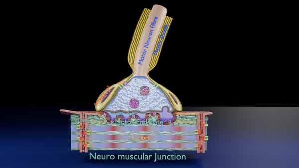 modelo 3d Esquema de la unión neuromuscular - TurboSquid 2334264