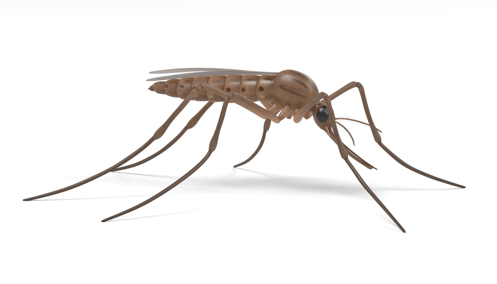 Obj Anopheles Gambiae