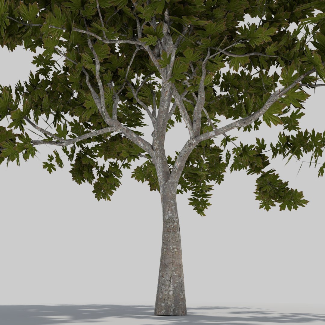 Deciduous Tree Obj