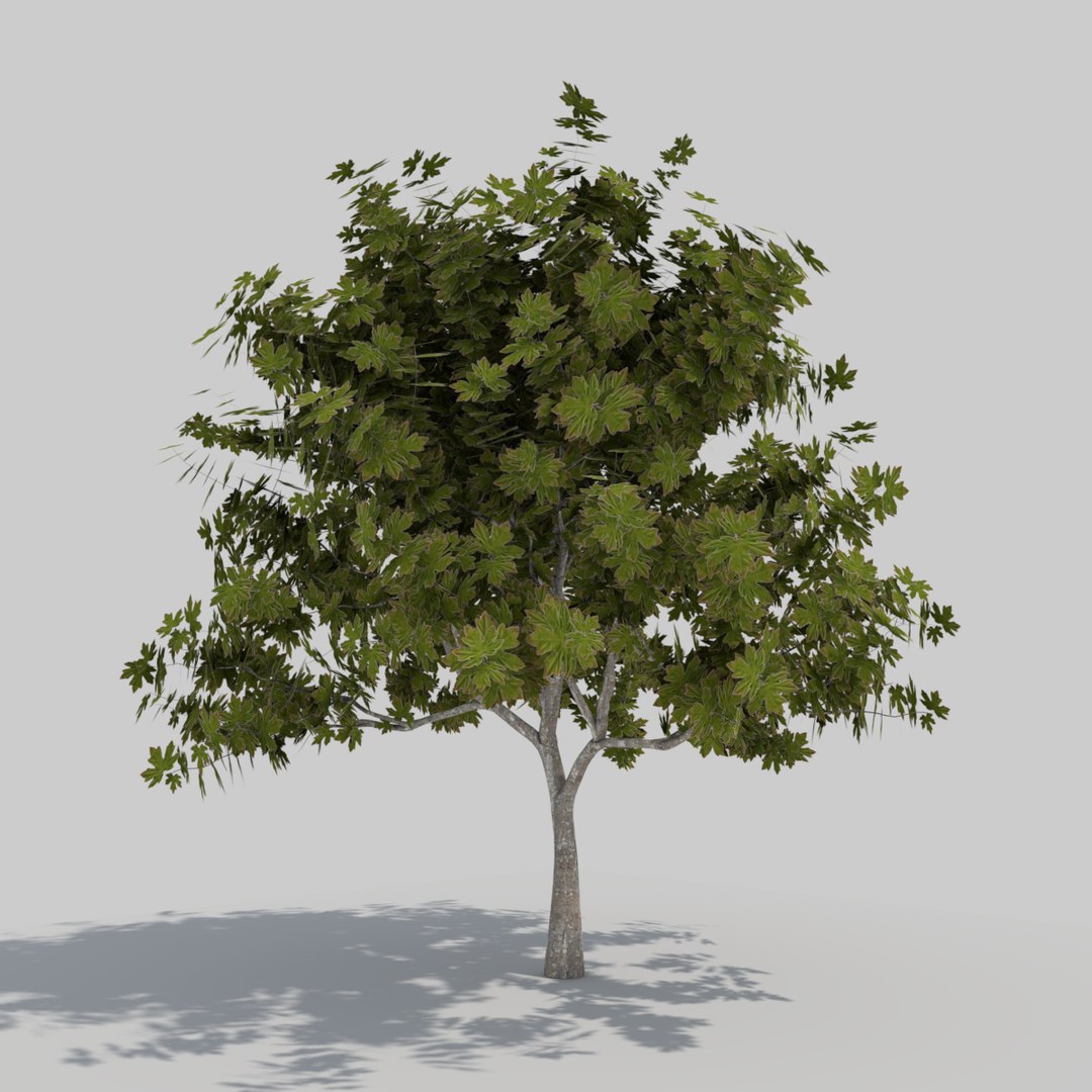 Deciduous Tree Obj