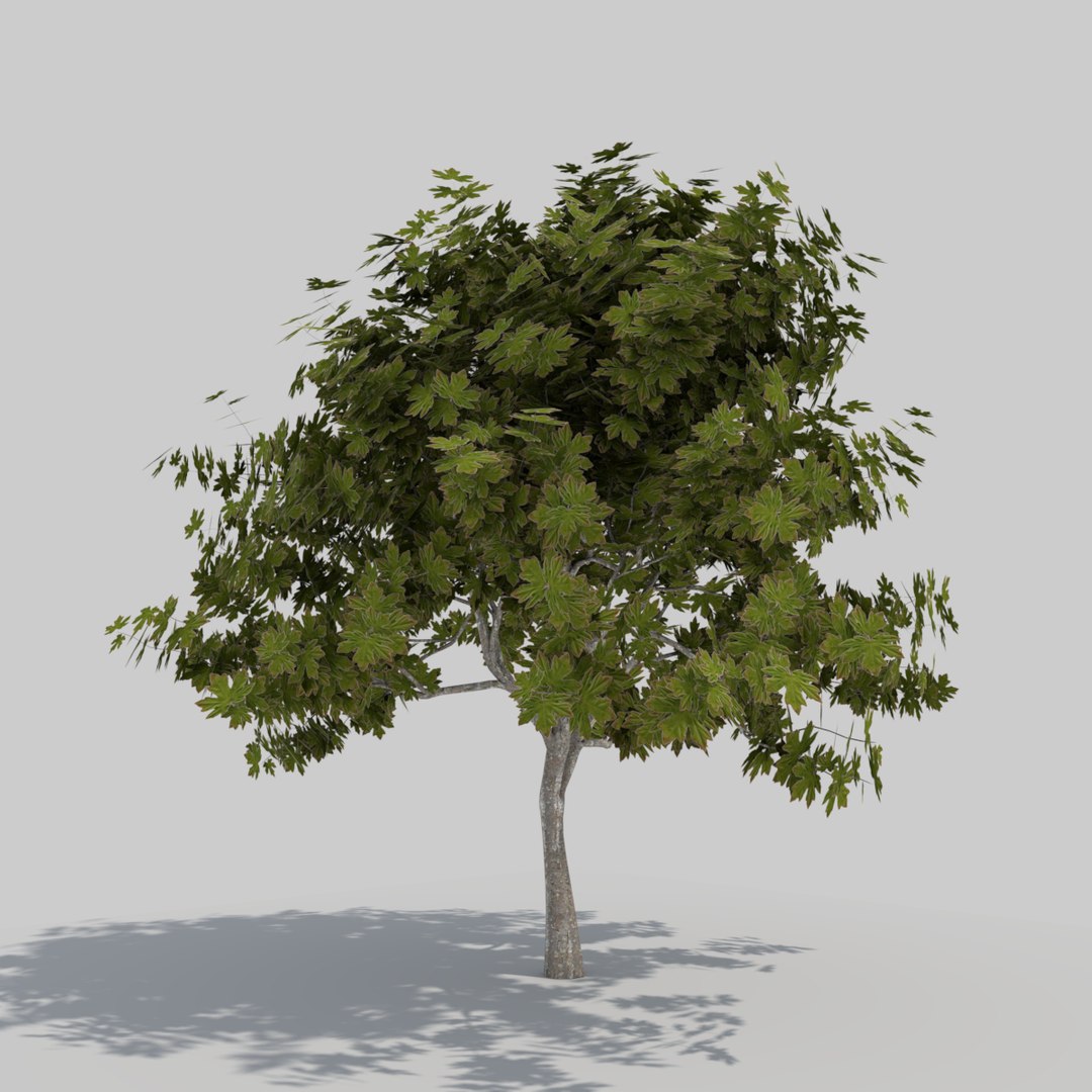 Deciduous Tree Obj